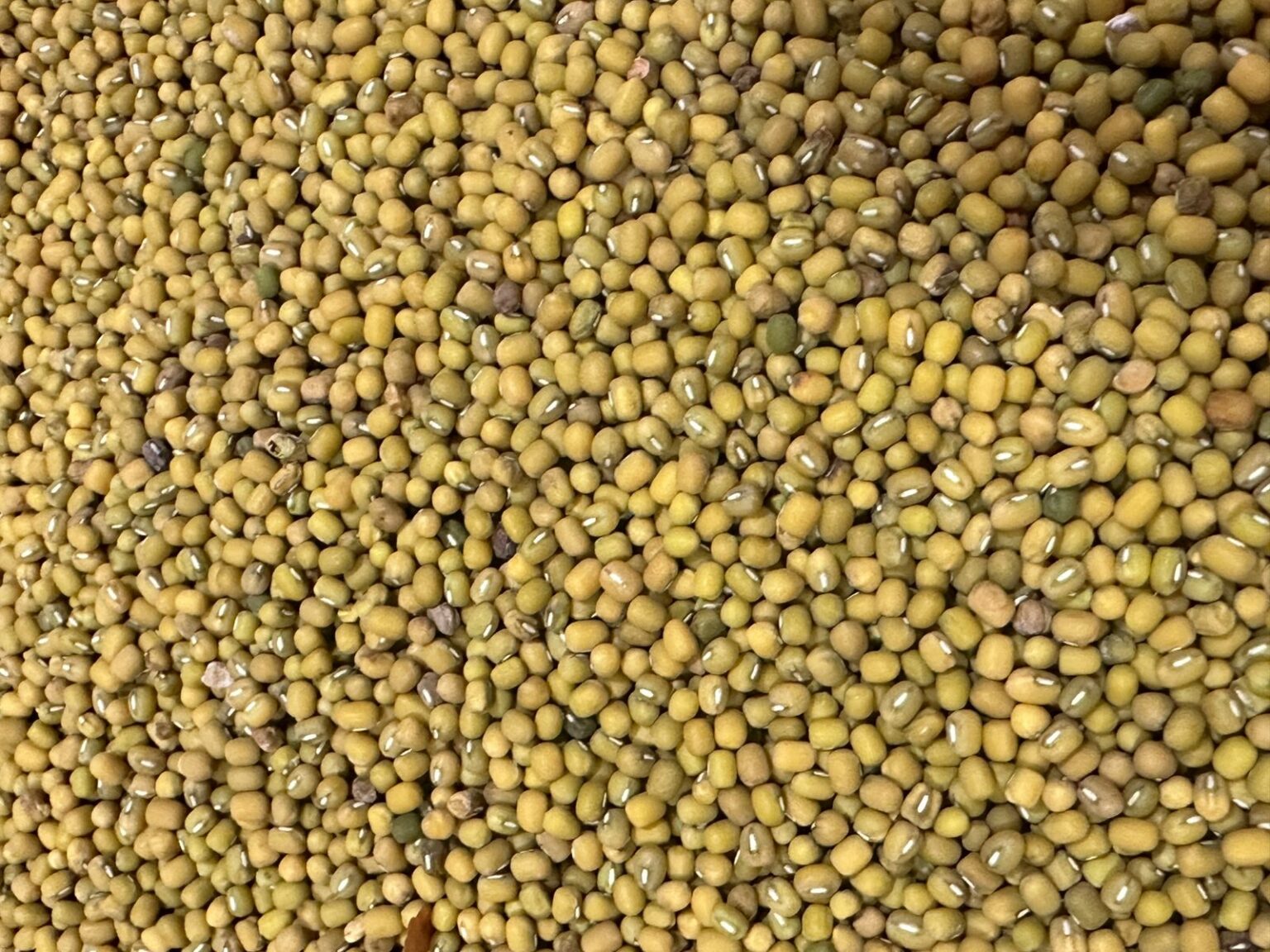 Madagascar's Wholesale Yellow Moong Beans Exporter, Supplier and Dealer